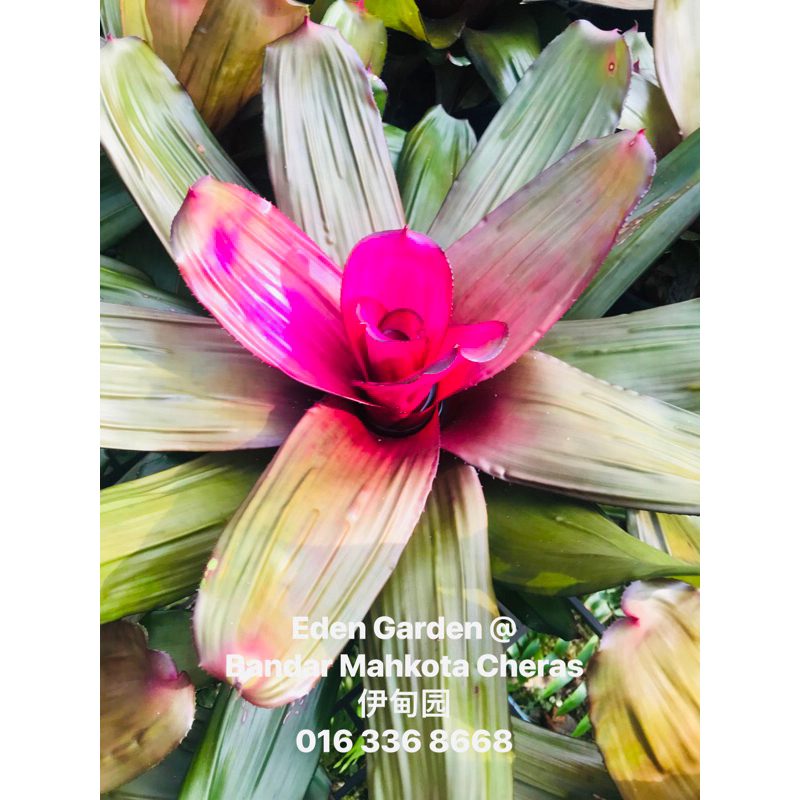 Neoregelia Royal Blood ( 積水风梨/bromeliad ) | Shopee Malaysia