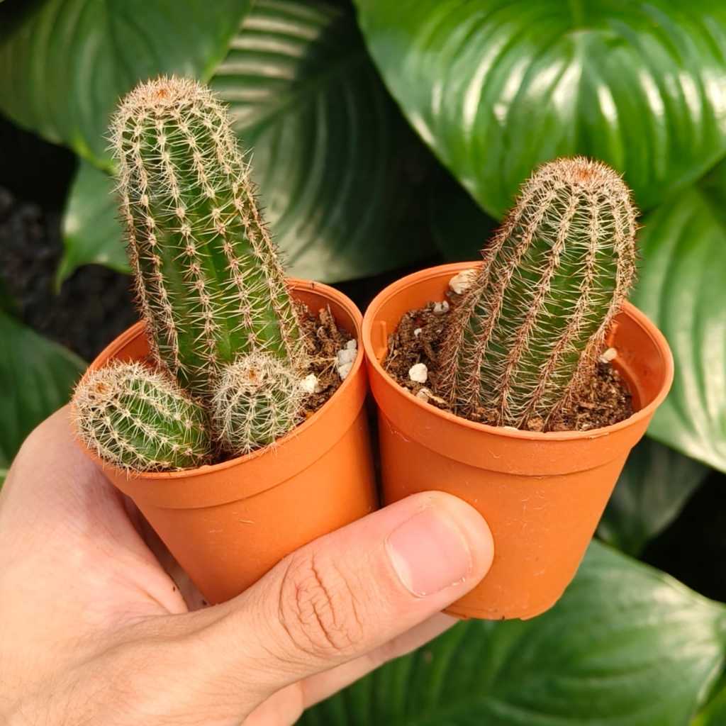 GPS Green Plant Society Live Cactus Type 19 Chamaelobivia paolinae 黄花 ...