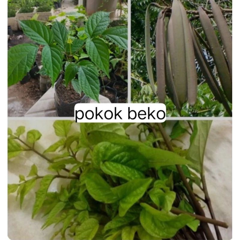 pokok beko beka molar,ulam | Shopee Malaysia