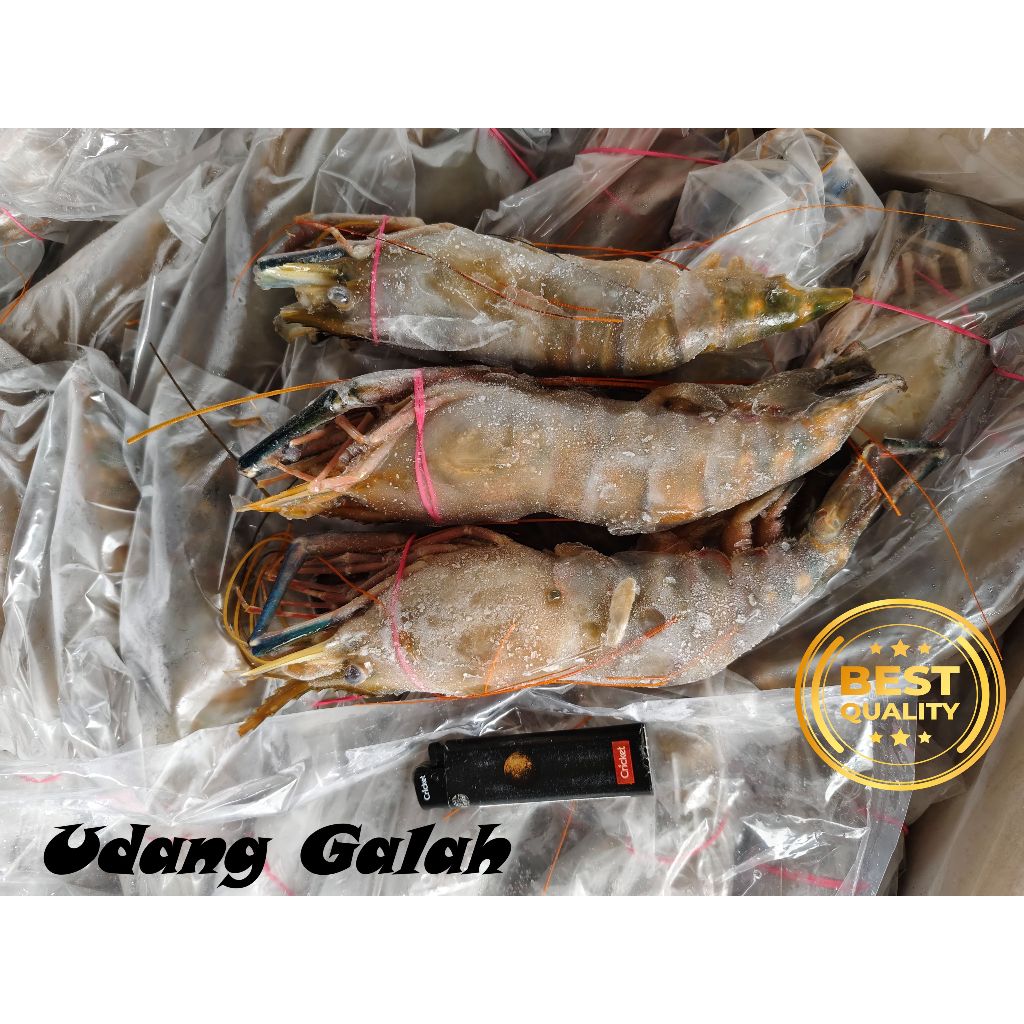 Udang Galah U10 Size IQF Frozen/Water Fresh Prawn/Frozen Seafood/ 1 KG ...