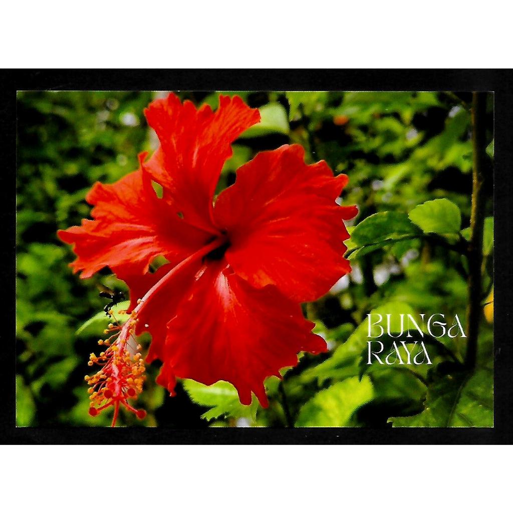 Malaysia Postcard - National Flower Bunga Raya - Hibiscus | Shopee Malaysia