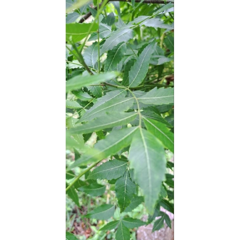 Neem Leaves @ Daun Semambu @ Azadirachta indica & Keratan batang (5btg ...