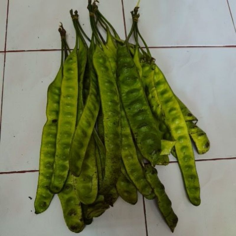 Sepapan Petai Segar Terbaik | Shopee Malaysia