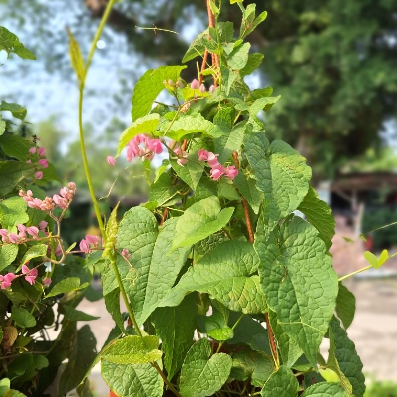 Pokok Air Mata pengantin pos sekali dengan pasu | Shopee Malaysia