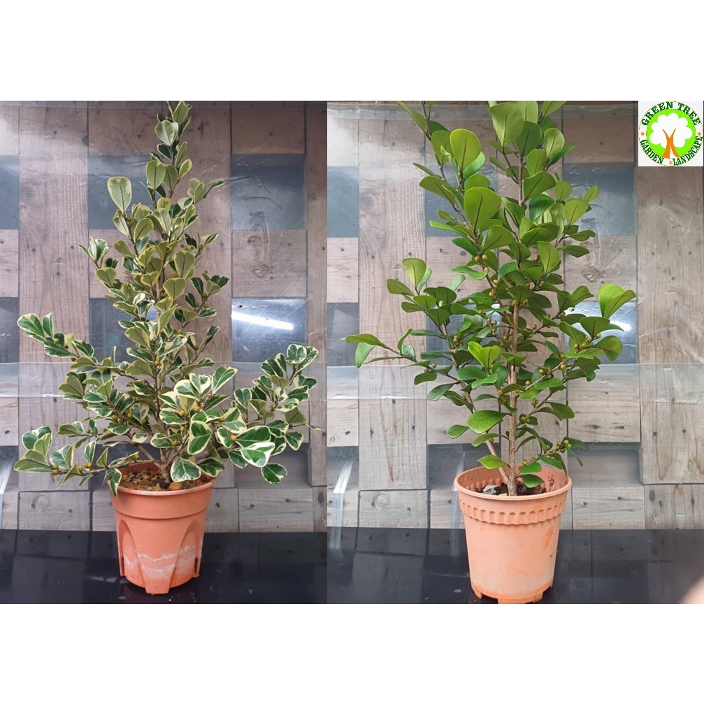Bonsai - Ficus Triangularis Variegate / Green 心叶榕锦 for HOME/GARDEN ...