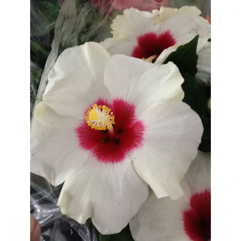 🔥🔥Bunga Raya Hybrid No.48🔥🔥 | Shopee Malaysia