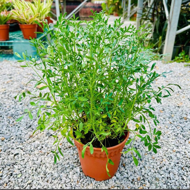 ANAK POKOK GARUDA/HALAU NYAMUK | Shopee Malaysia