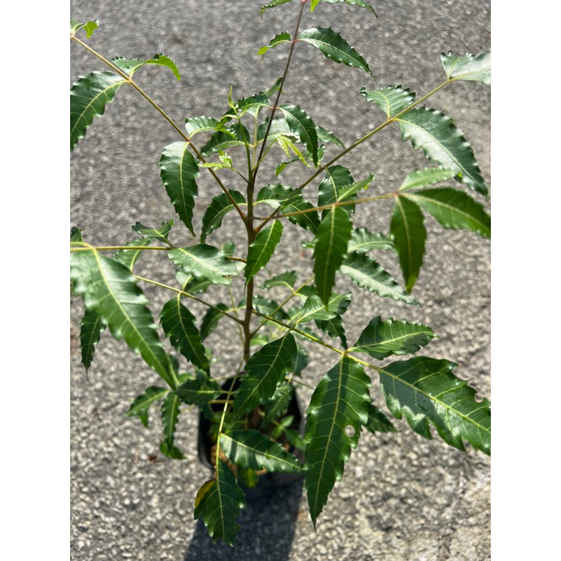 Semambu : Daun Chicken Pox : Pokok Semambu | Shopee Malaysia