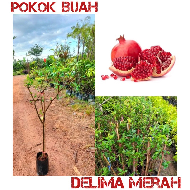 Pokok buah delima merah pokok tinggi matang / thai ( hybrid ) / buah ...