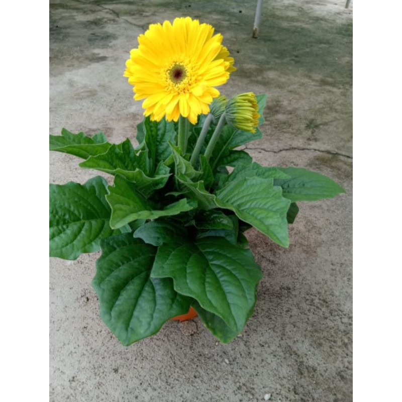 Daisy Cameron Jenis Lapis P2 | Shopee Malaysia