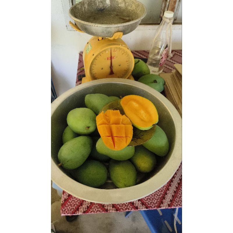 ORIGINAL 💯% PELAM HARUM MANIS PERLIS TERUS DARI LADANG, STOCK TERHAD ...