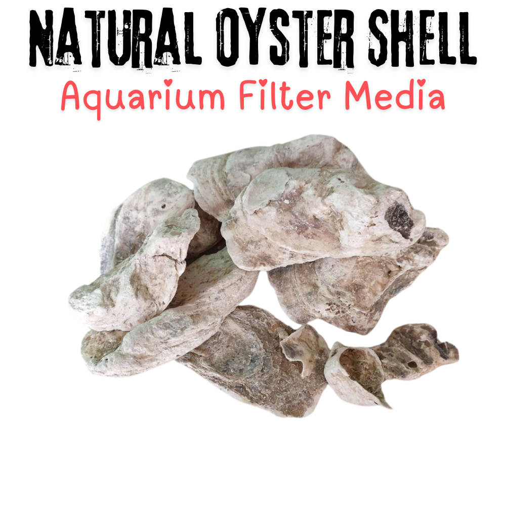 Oyster Shell Filter Media Aquarium Natural Koi Pond Gravel Decoration ...