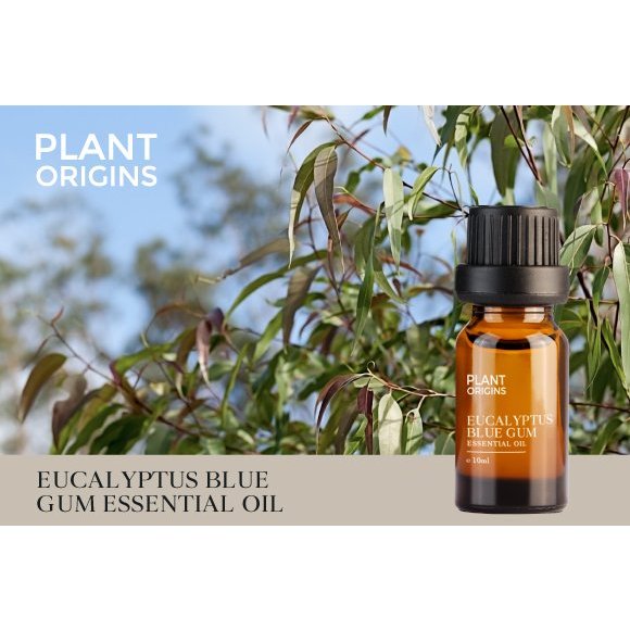 Plant Origins Eucalyptus Blue Gum Essential Oil (10ml) | Shopee Malaysia