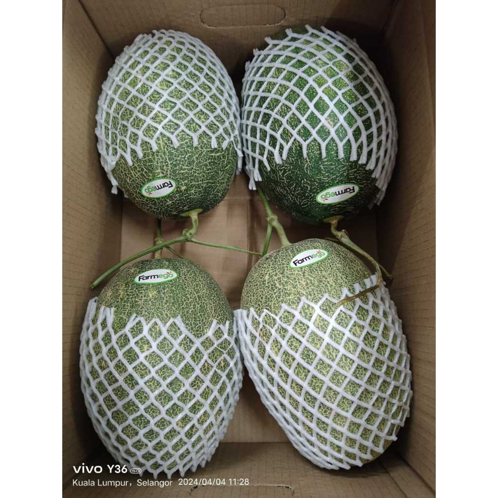 FARMEGO GREEN STONE MELON PG (2.0KG > 2.39KG) | Shopee Malaysia