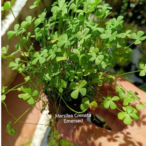 Marsilea Crenata aquatic plant - Pot(Carpeting/Aquascape/Paludarium/Vivarium) | Shopee Malaysia