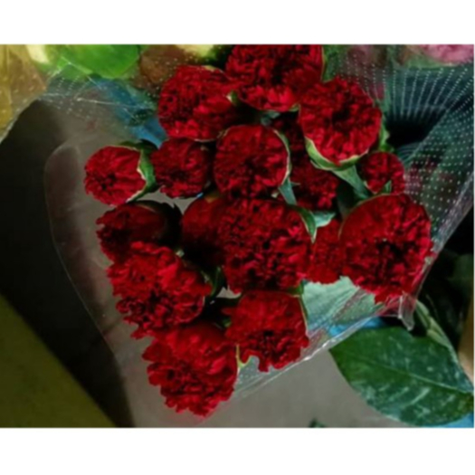 Fresh Flower from Cameron Highlands - farm to home - Carnation x 20 ...