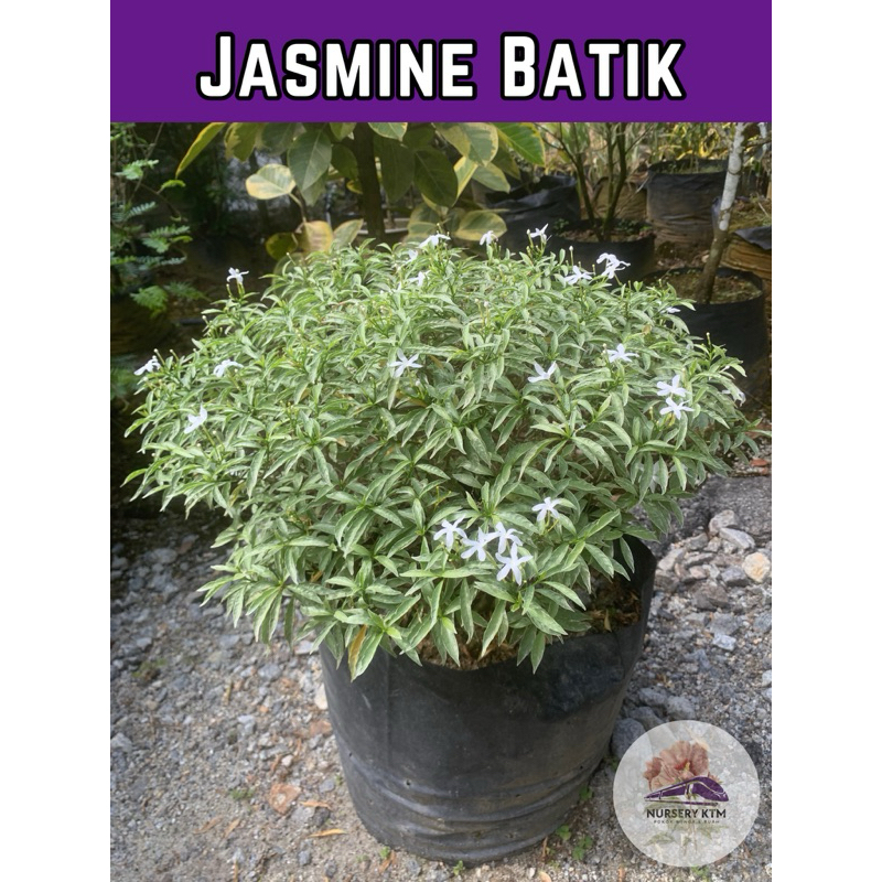 Pokok Bunga Jasmin Batik | Shopee Malaysia
