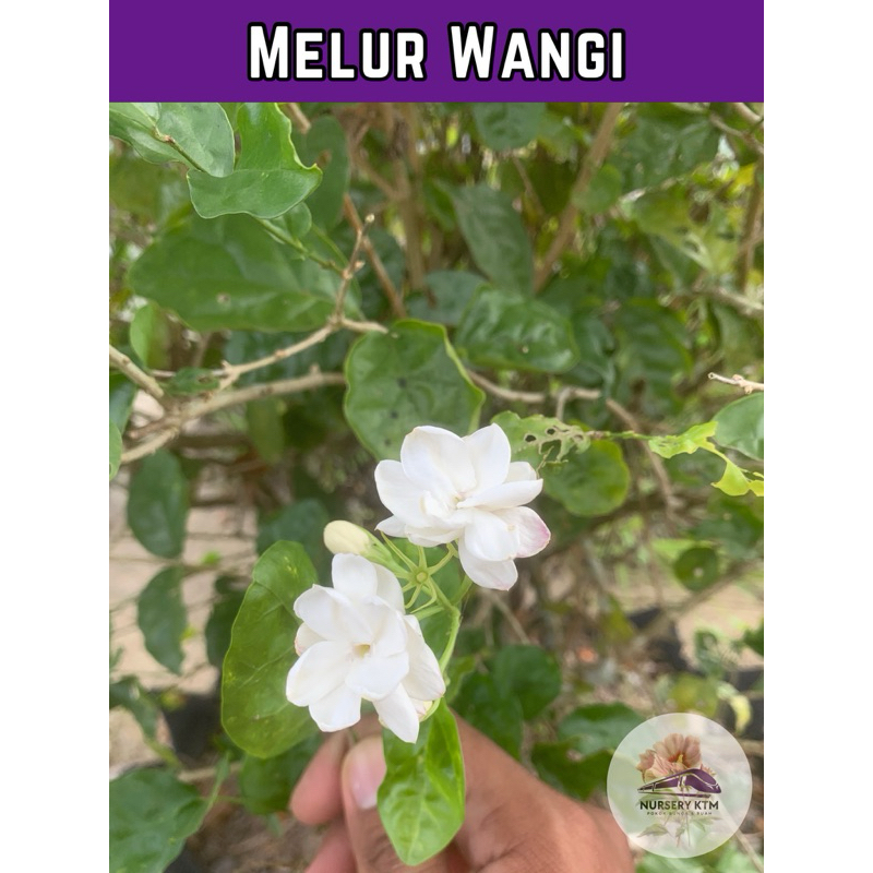 [PROMOSI] Pokok bunga melur wangi | Shopee Malaysia