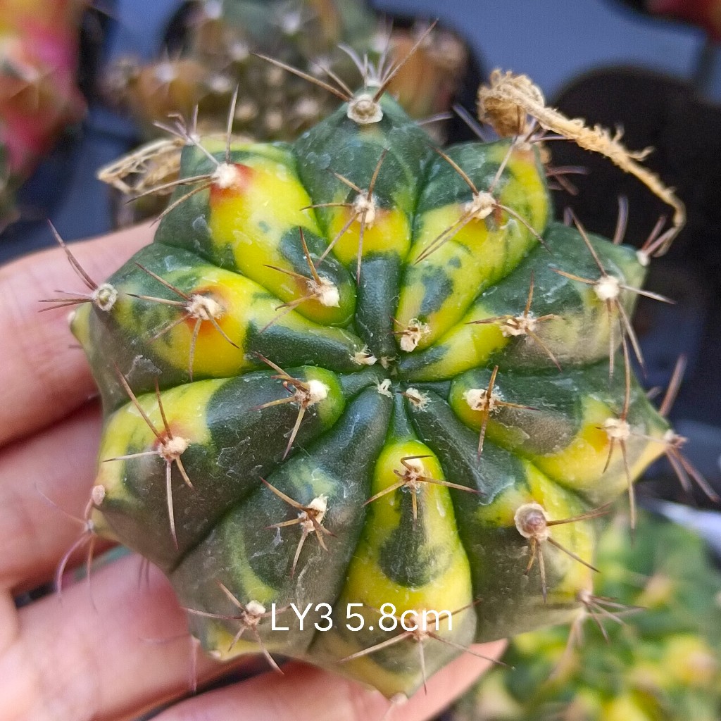 LUCKY YELLOW ID CACTUS (OFFSETS with short roots) | Shopee Malaysia