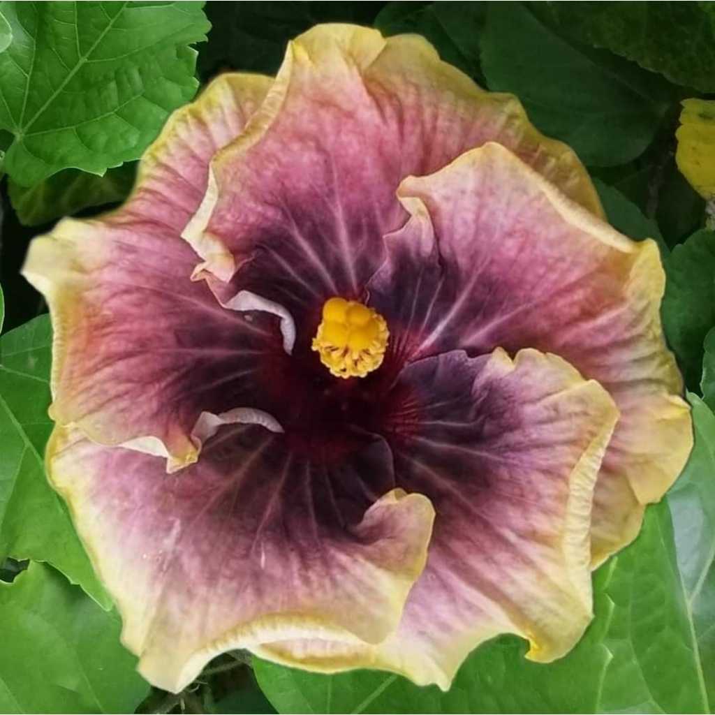 Anak Pokok Bunga Raya/Hibiscus Hibrid/Hybrid Impot Season 1B | Shopee ...