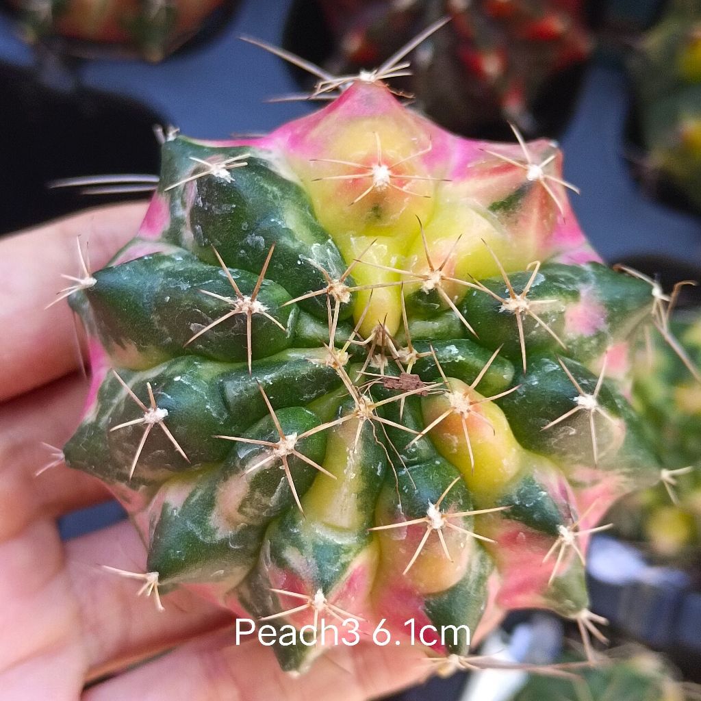 PEACH PEACH ID CACTUS (OFFSETS With short rootd) | Shopee Malaysia
