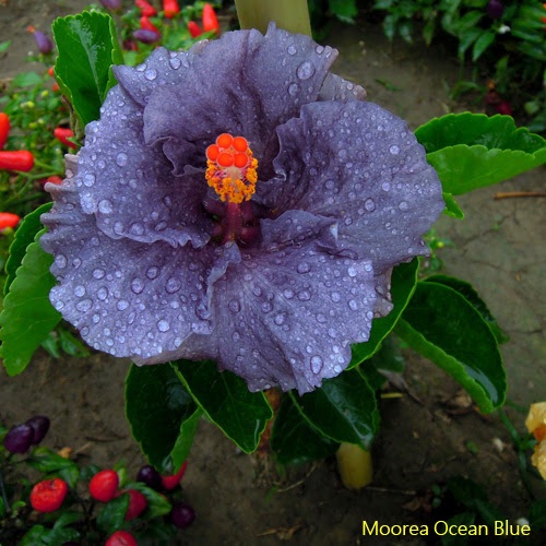 Anak Pokok Bunga Raya/Hibiscus Hibrid/Hybrid Impot Season 3 | Shopee ...