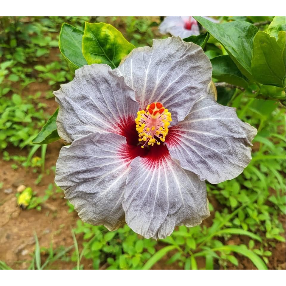 Anak Pokok Bunga Raya/Hibiscus Hibrid/Hybrid Impot Season 2 | Shopee ...