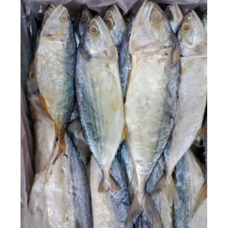 【Ready Stock】Ikan Kembung Asin Kering Grade AAA 250g/500g/1kg SAIZ ...