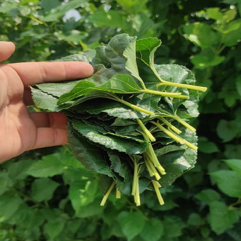 Fresh Mulberry Leaves 30pcs Daun Mulberry Segar 30helai Mulberi Fresh ...