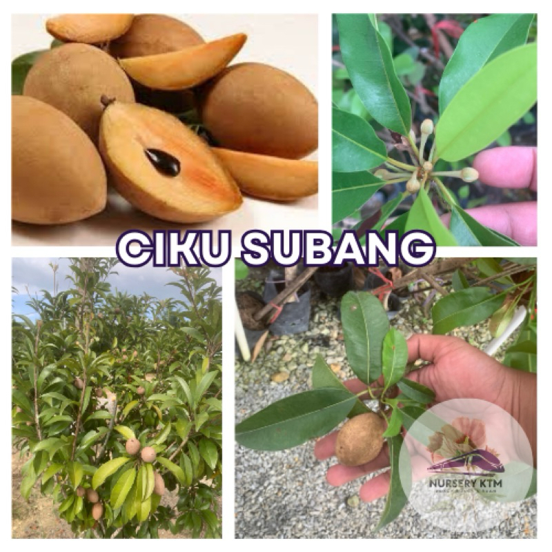 Anak Pokok Ciku Subang cepat berbuah (hybrid) | Shopee Malaysia