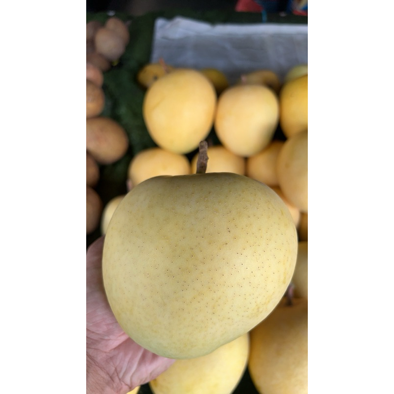 mangga apple fresh dari kebun (700-800gm+-) sebiji | Shopee Malaysia