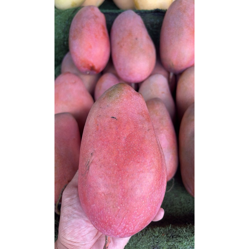 mangga merah (Aiwen) fresh dari kebun (sebiji) | Shopee Malaysia