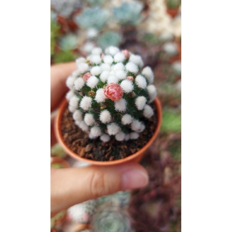 Live Cactus plant (pot size 5cm) ready stock 仙人掌 | Shopee Malaysia
