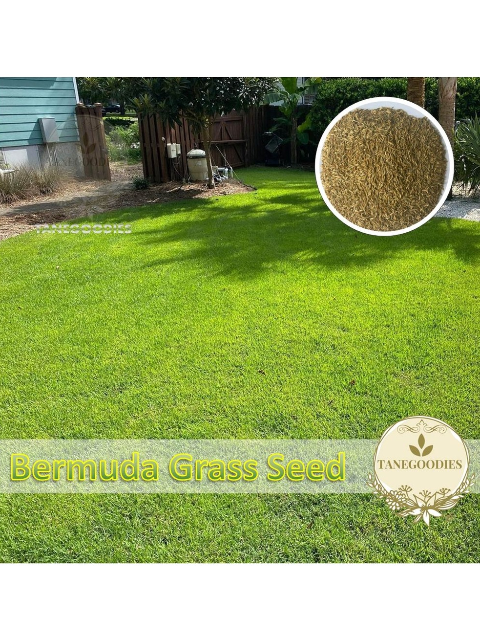 5g Seed High Quality Bermuda Grass Carpet Home Grass Biji Benih Rumput ...