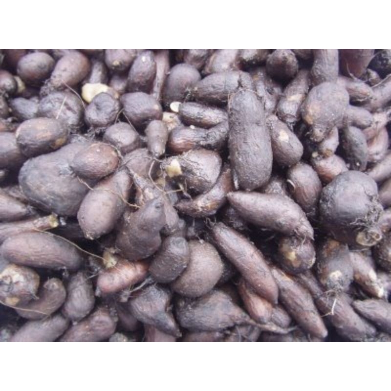 1kg Ubi Kemili / 1kg Ubi Keling / 1kg Ubi Kembili / 1kg Kentang Jawa ...