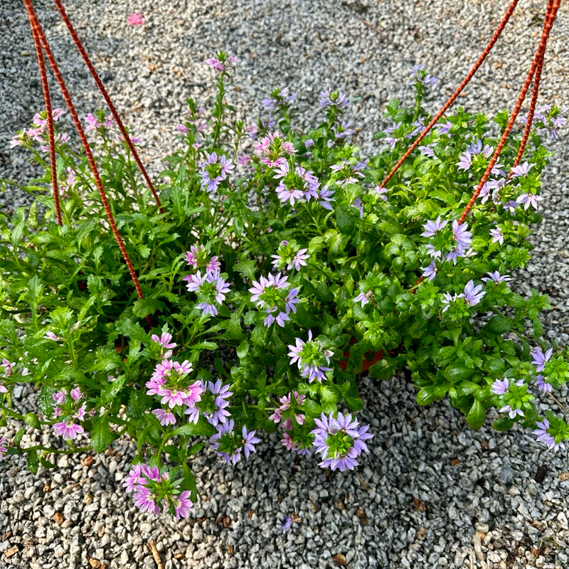 🔥OUTDOOR🔥 SCAEVOLA TREE / Fan Flowers / Pokok Helicopter / Pokok Kipas ...