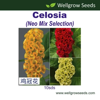 Wellgrow Seeds Official Store, Online Shop | Shopee Malaysia