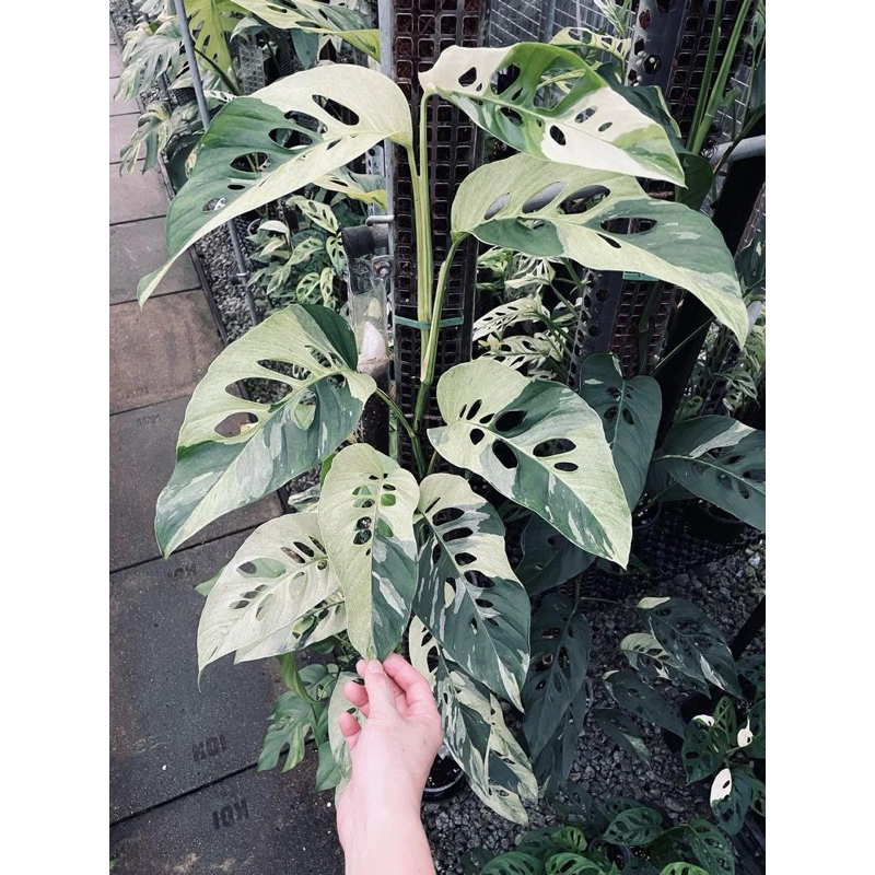 Monstera Laniata Narrow Form Full Mint Variegated | Shopee Malaysia