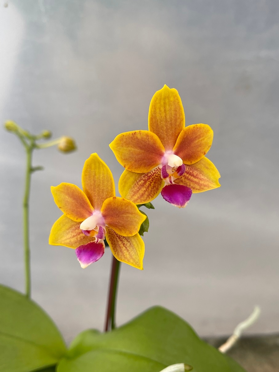 Phalaenopsis Yellow-Brown Pink-Lip | Mini Moth Orchid | Shopee Malaysia