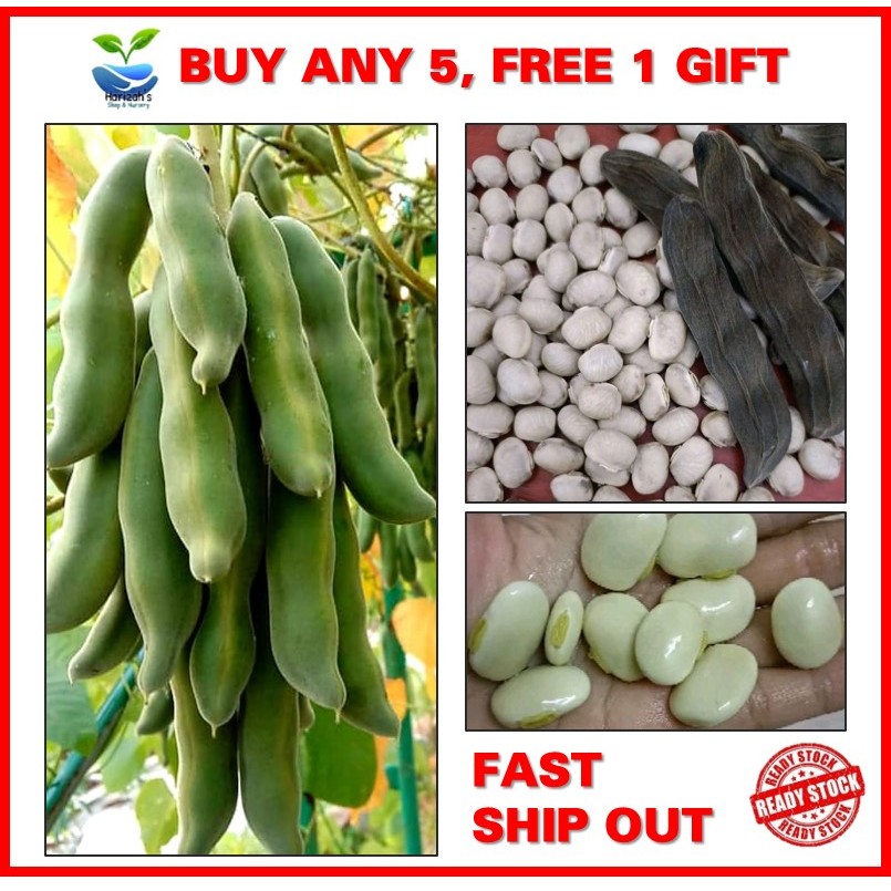 2-3 biji benih KACANG ITIK kacang sebelanga. ulam sedap makan mentah ...