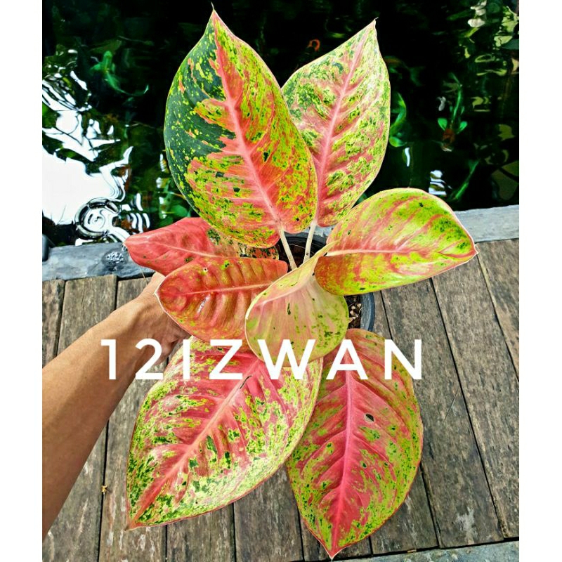 (POKOK BESAR) Pokok Hiasan Hidup Aglonema/ Aglaonema/ Chinese Evergreen ...