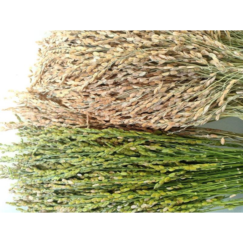 Benih Pulut Gantung Halu utk Ringgi / Emping( 150 ++ seeds) | Shopee ...
