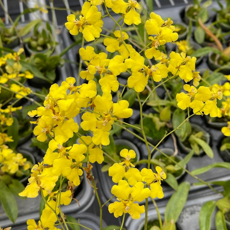 Oncidium macropetalum | Species | Miniature Orchid | Shopee Malaysia