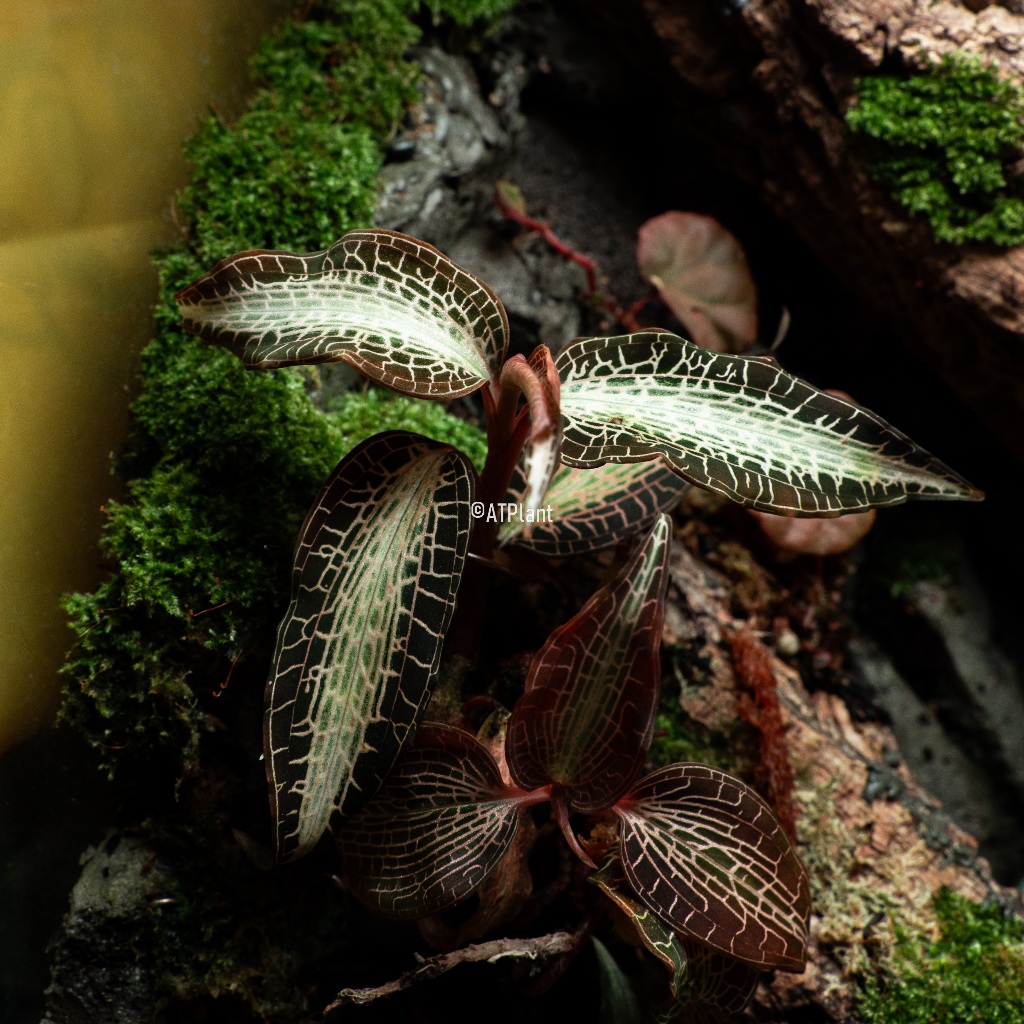 [RARE Plant] Goodyera Pusilla | Shopee Malaysia