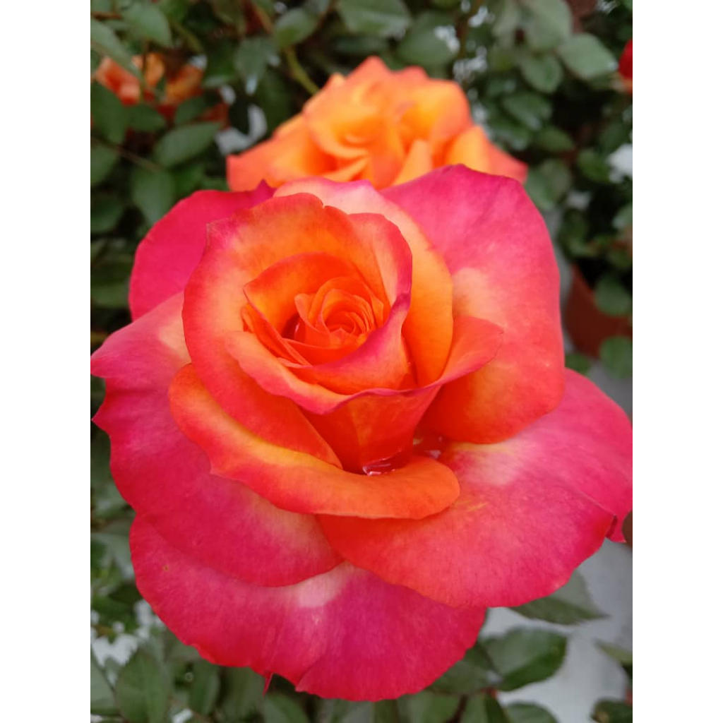 Pokok Bunga Rose Mix (Kampung + English Rose) | Shopee Malaysia