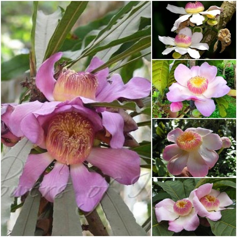 Pokok Heaven Lotus gustavia superba wangi plant rare | Shopee Malaysia