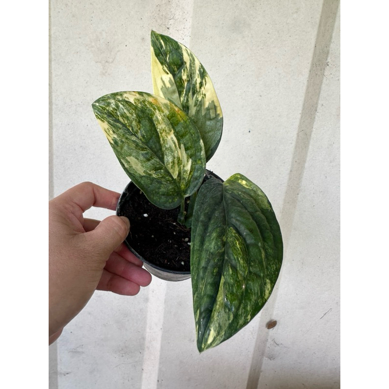 SP peru Monstera variegated /Monstera karstenianum indoor live plant ...