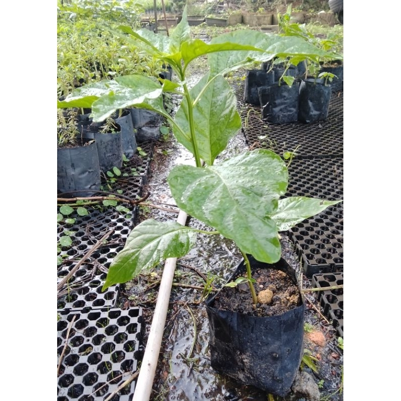 pokok cili padi kampung | Shopee Malaysia