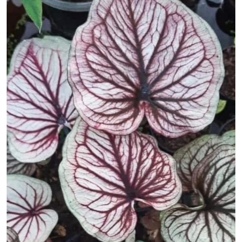 Caladium / ID : Narathat / Keladi | Shopee Malaysia