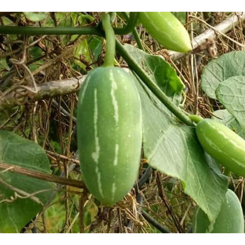 5 pcs Ivy Gourd Cucumber Seed Benih Timun Tikus / pepasan/ timun padang ...